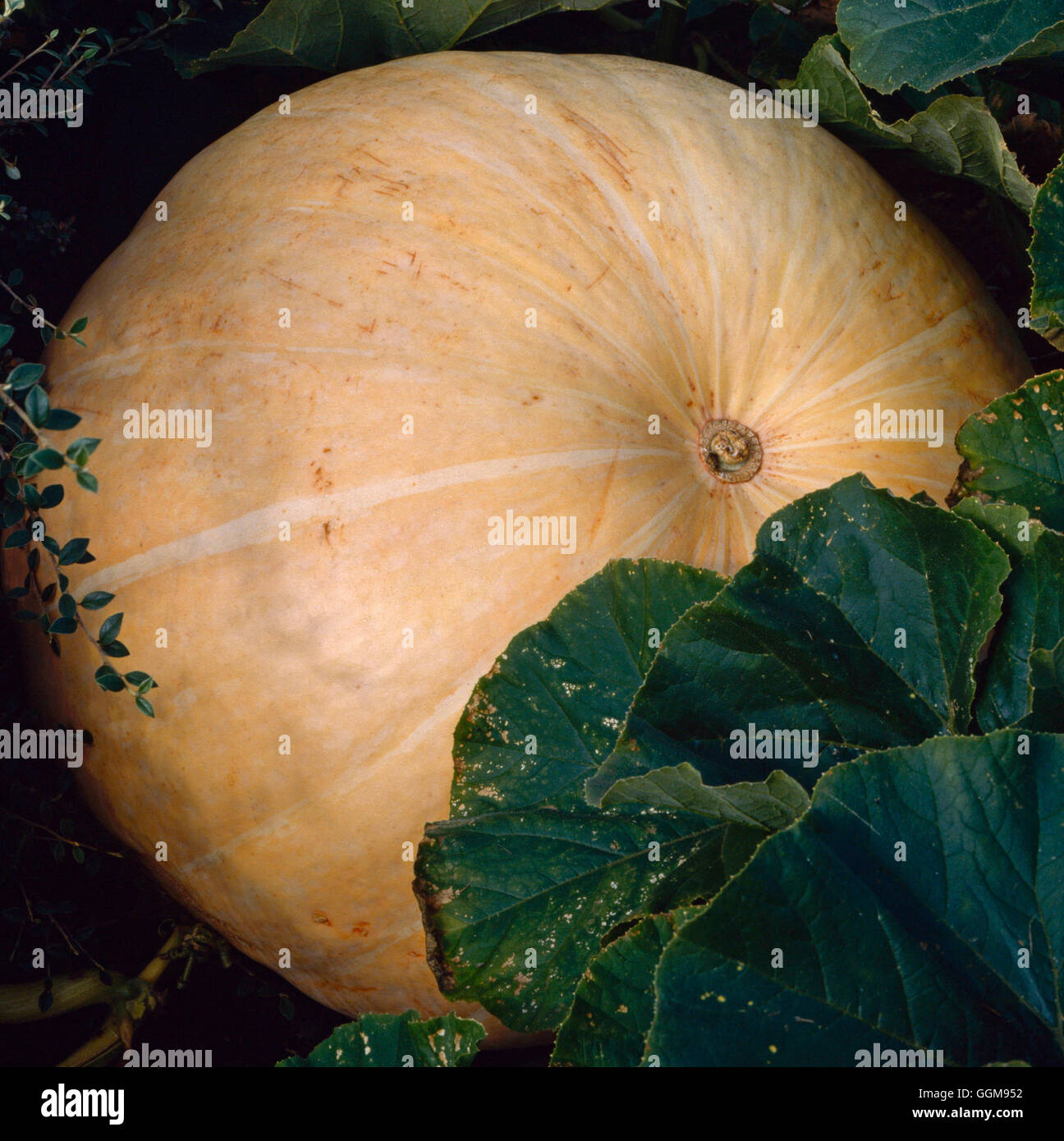 Atlanticgiant hi-res stock photography and images - Alamy